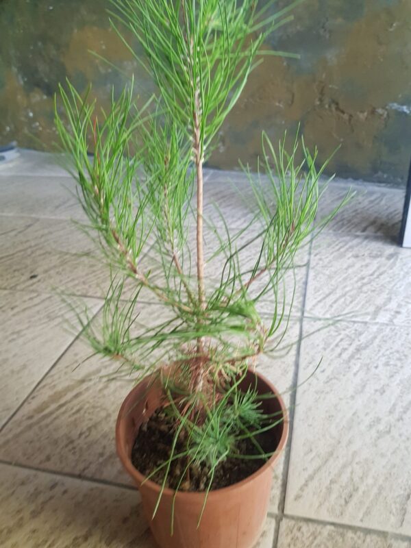 Πεύκα - youreforestcyprus.org