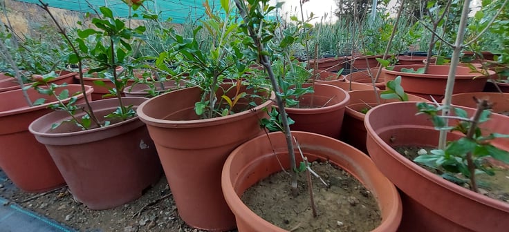 Ροδιά - youreforestcyprus.org