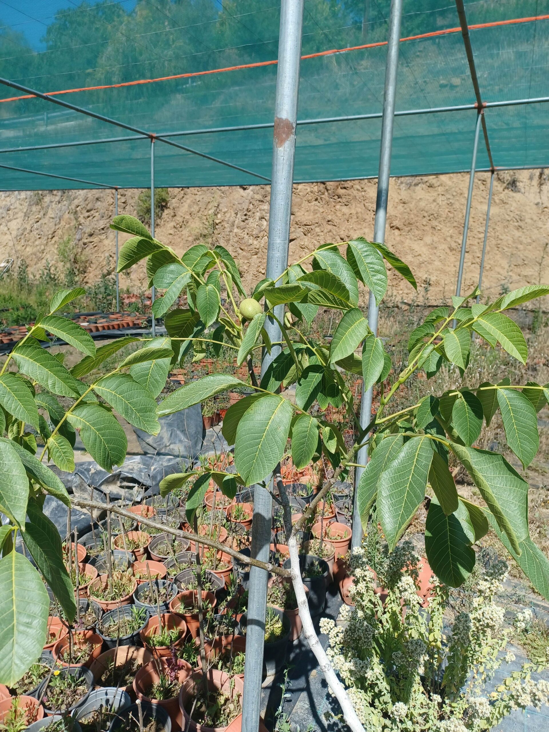 Καρυδιές - youreforestcyprus.org